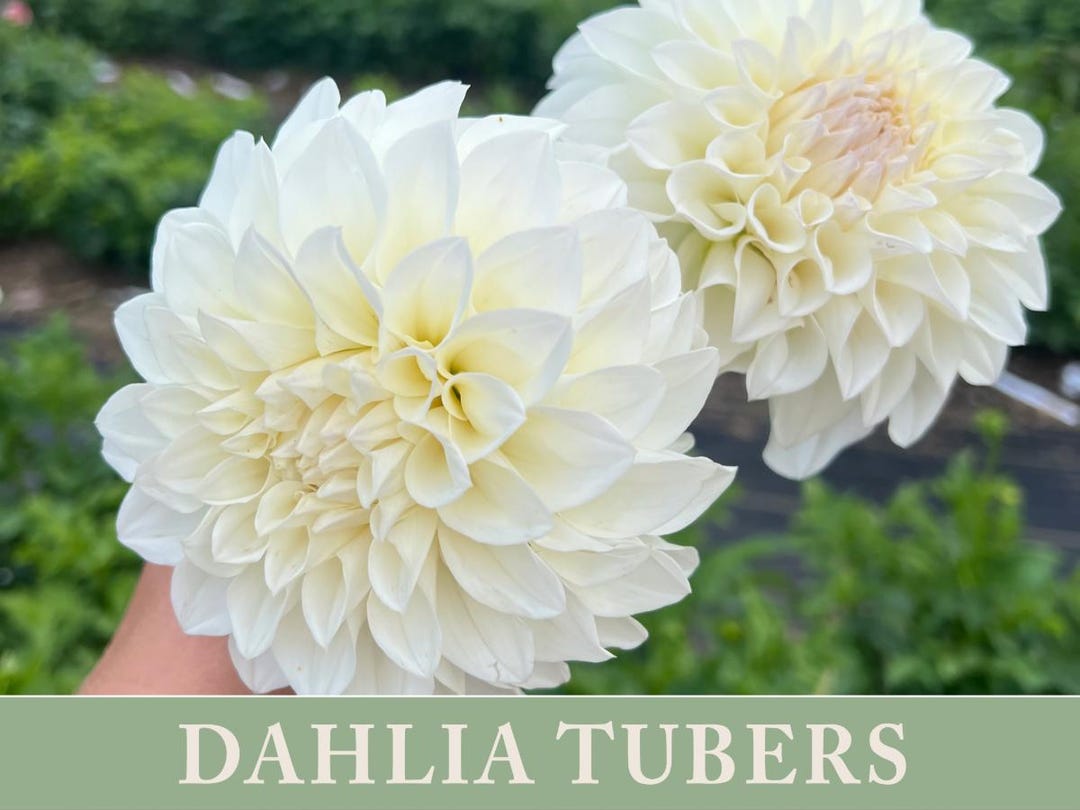 Bloomquist Snowy Dahlia Tuber | Ships April 2025 | Cut Flower - Etsy