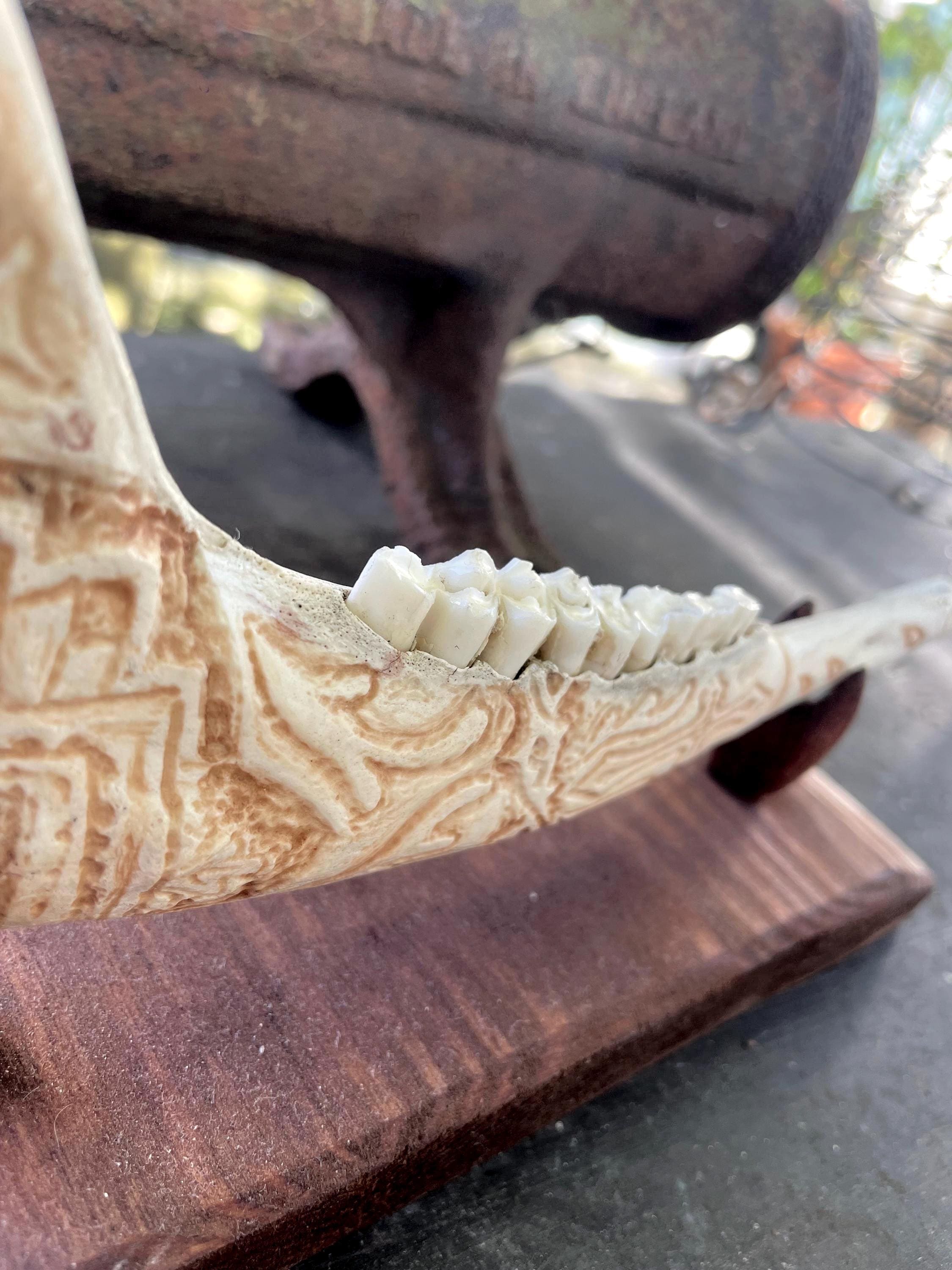 Baroque Engraved Sheep Jawbone on Handmade Display Base - Etsy UK