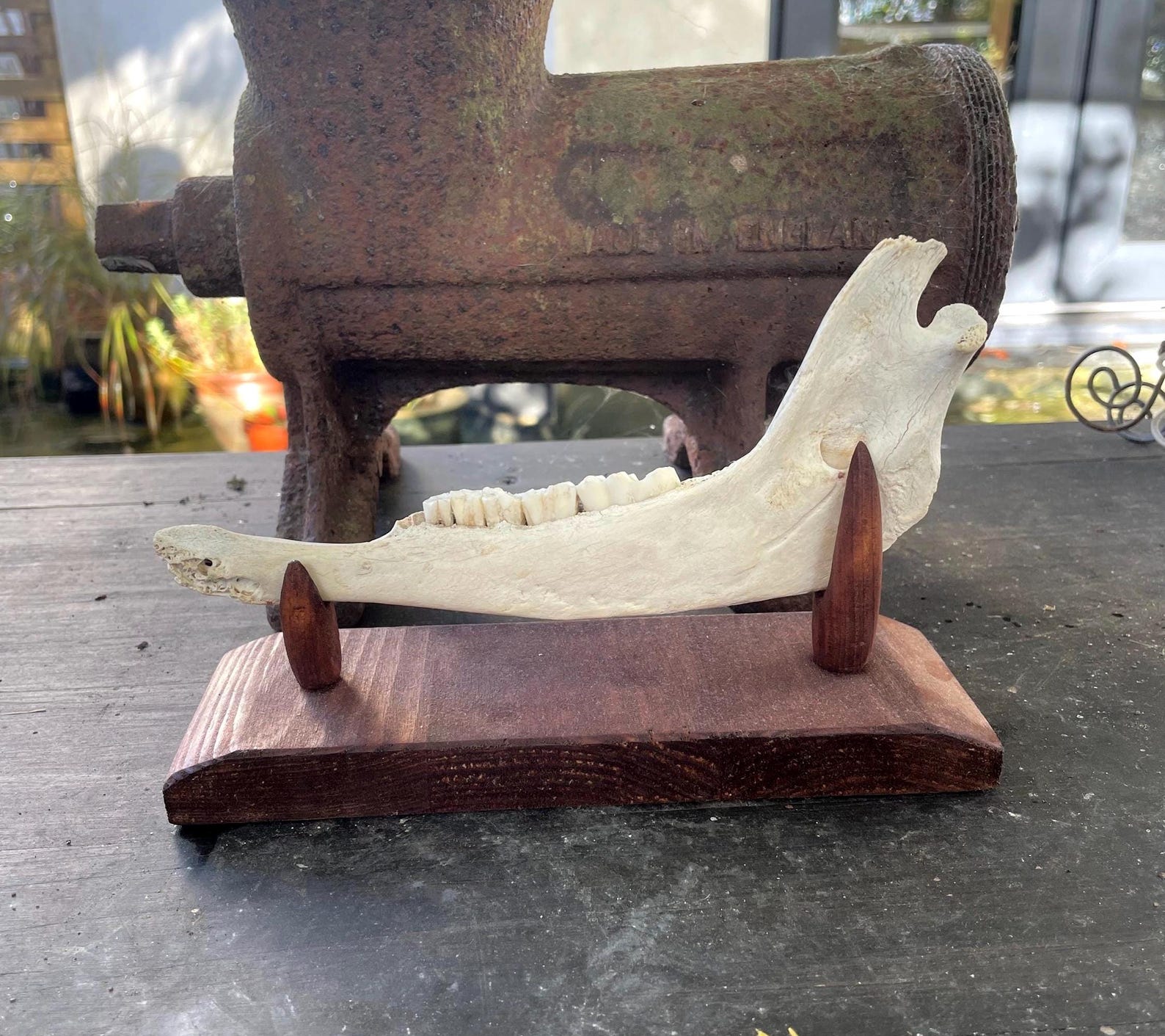 Baroque Engraved Sheep Jawbone on Handmade Display Base - Etsy UK