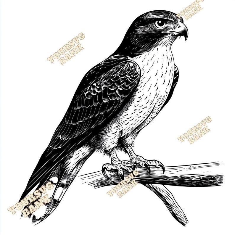 Cooper's Hawk SVG & PNG Dynamic Wildlife Craft Files Instant Download ...