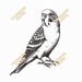 Budgerigar (budgie) SVG and PNG | Digital Art for Crafts & DIY Projects ...