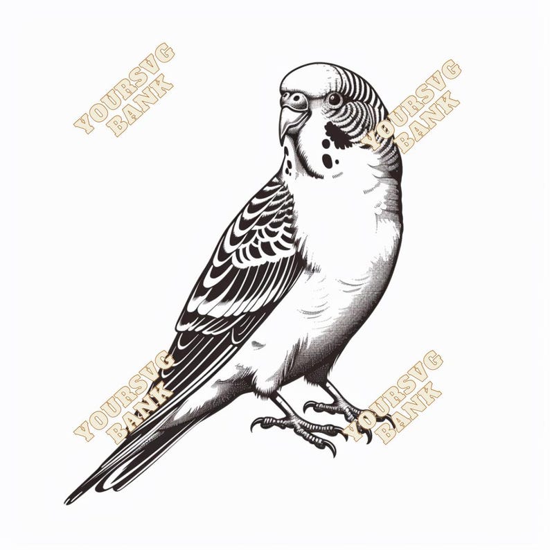 Budgerigar (budgie) SVG and PNG | Digital Art for Crafts & DIY Projects ...