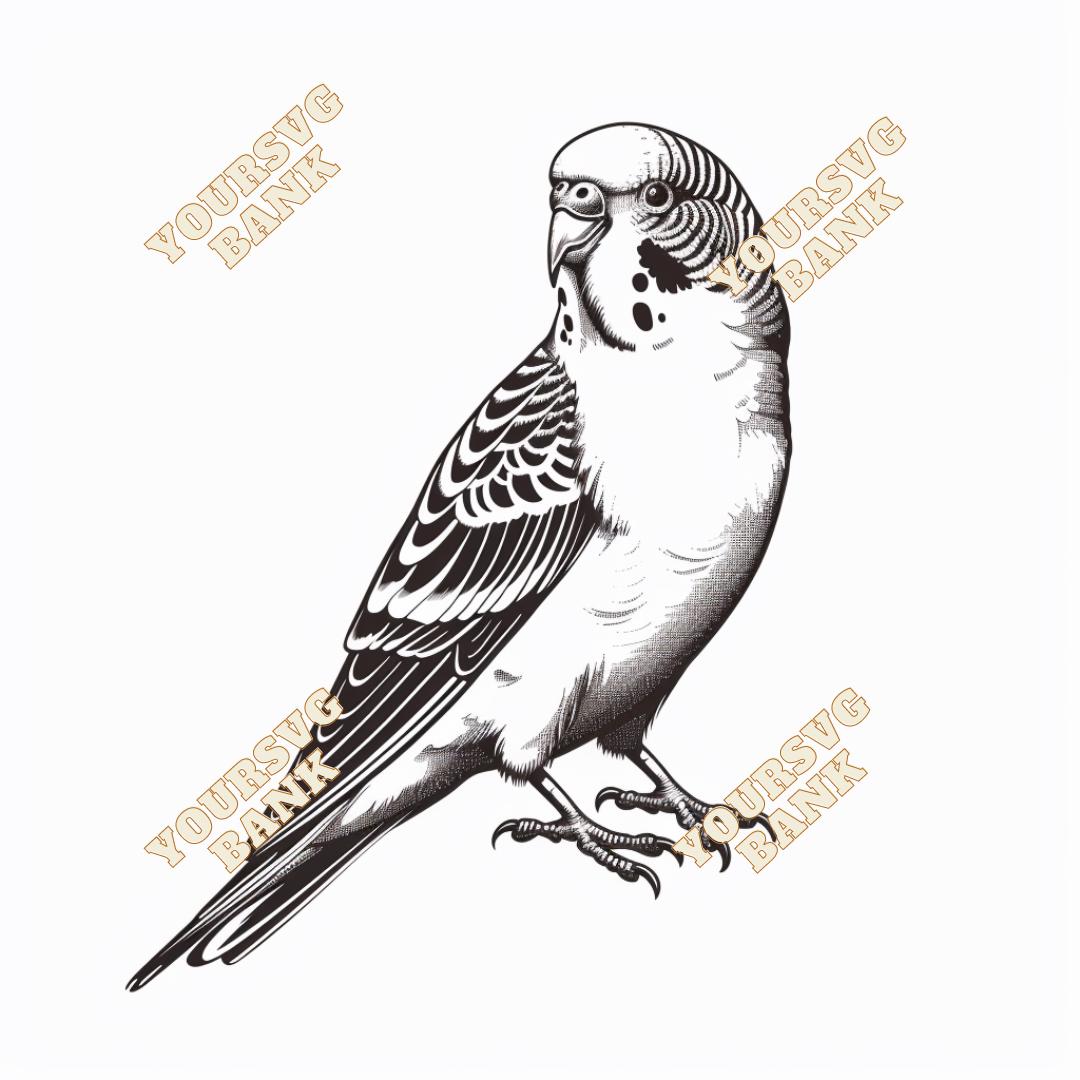 Budgerigar (budgie) SVG and PNG | Digital Art for Crafts & DIY Projects ...