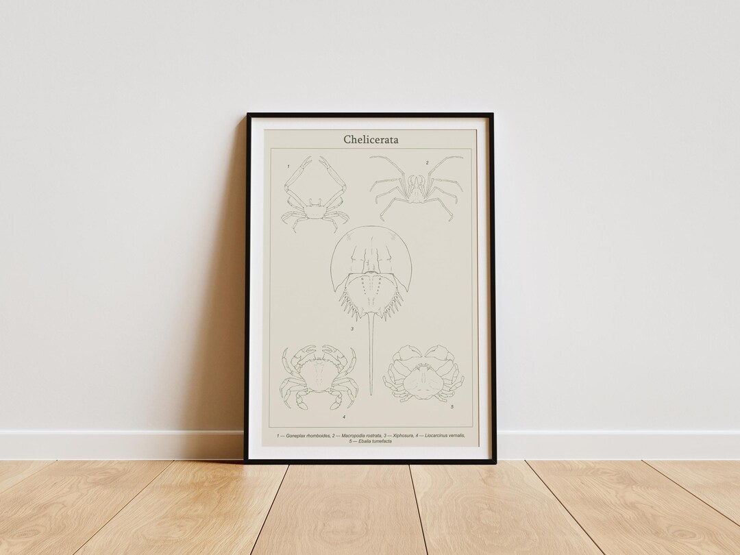 Sea Creatures Encyclopedia Style Poster, Chelicerata, Horseshoe Crab, Xiphosura, PNG Poster A4 ...