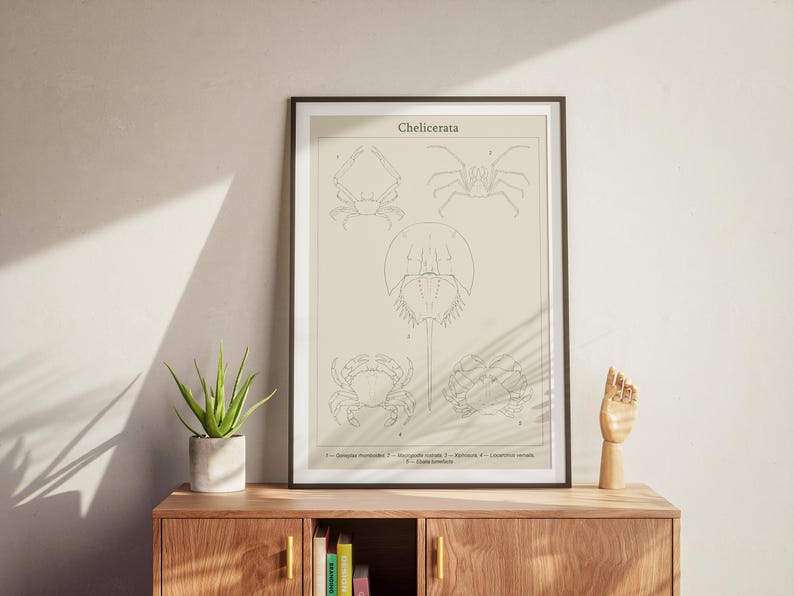 Sea Creatures Encyclopedia Style Poster, Chelicerata, Horseshoe Crab, Xiphosura, PNG Poster A4 ...