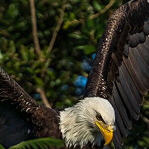 Bald Eagle Mobile Phone Wallpaper Pack I - Etsy