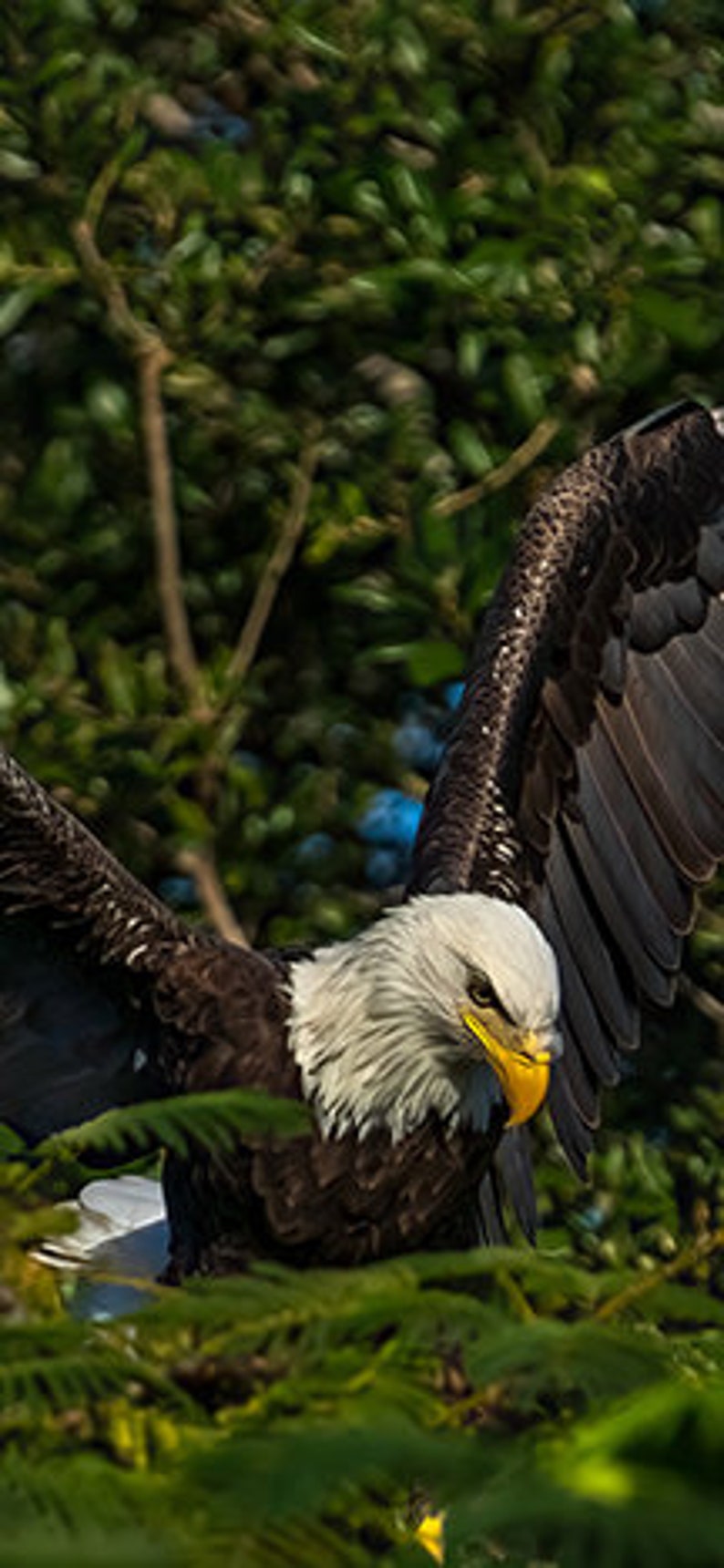 Bald Eagle Mobile Phone Wallpaper Pack I - Etsy