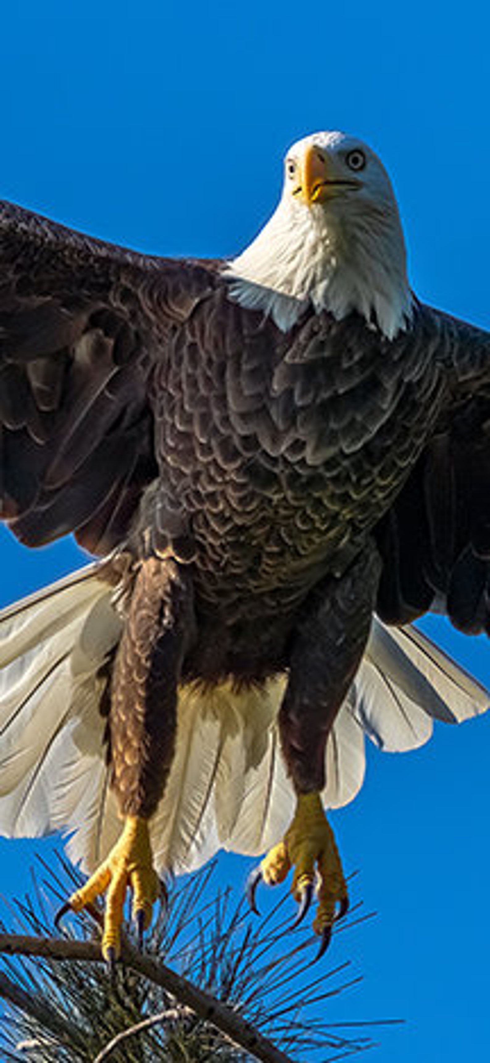 Bald Eagle Mobile Phone Wallpaper Pack I - Etsy