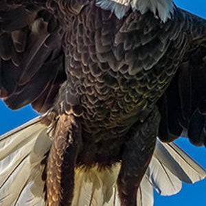 Bald Eagle Mobile Phone Wallpaper Pack I - Etsy