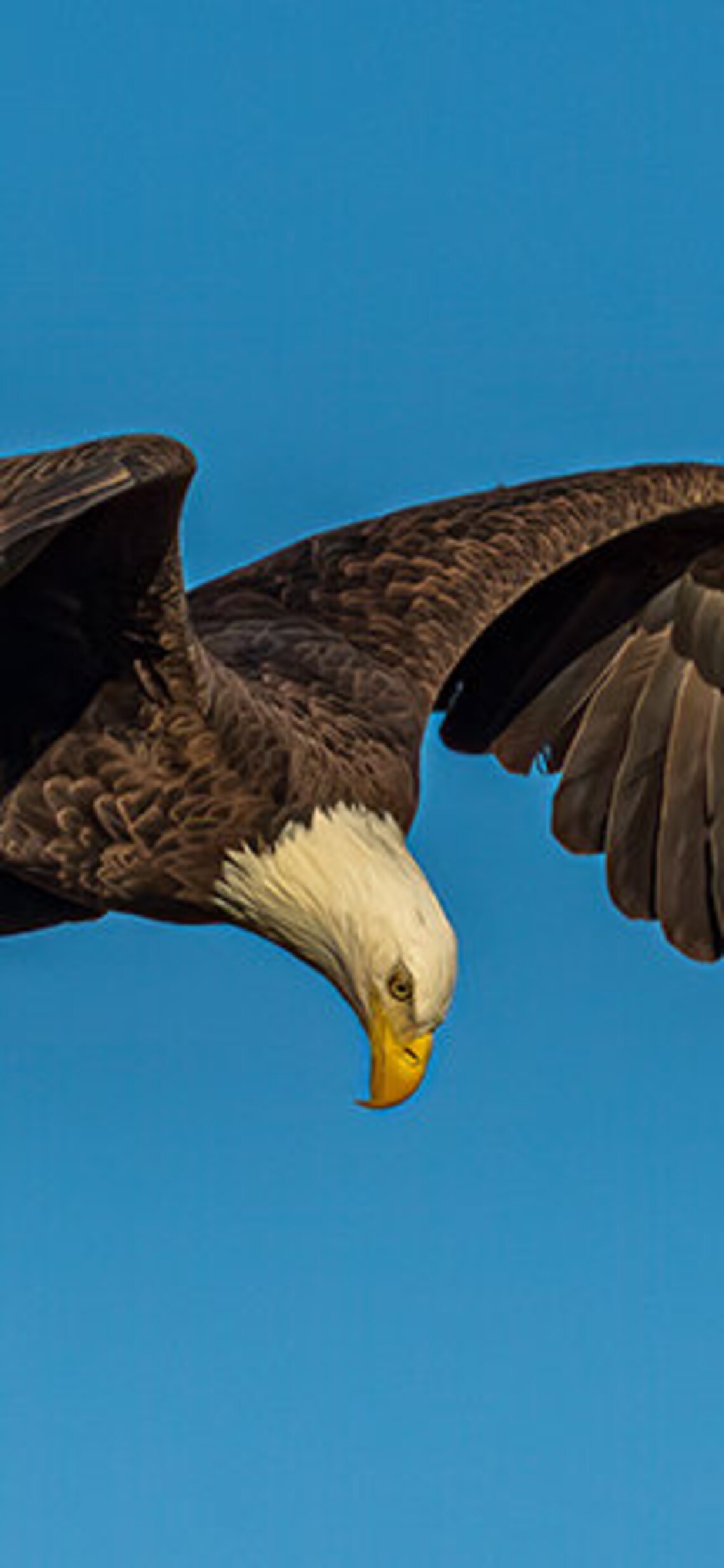 Bald Eagle Mobile Phone Wallpaper Pack I - Etsy