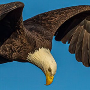Bald Eagle Mobile Phone Wallpaper Pack I - Etsy