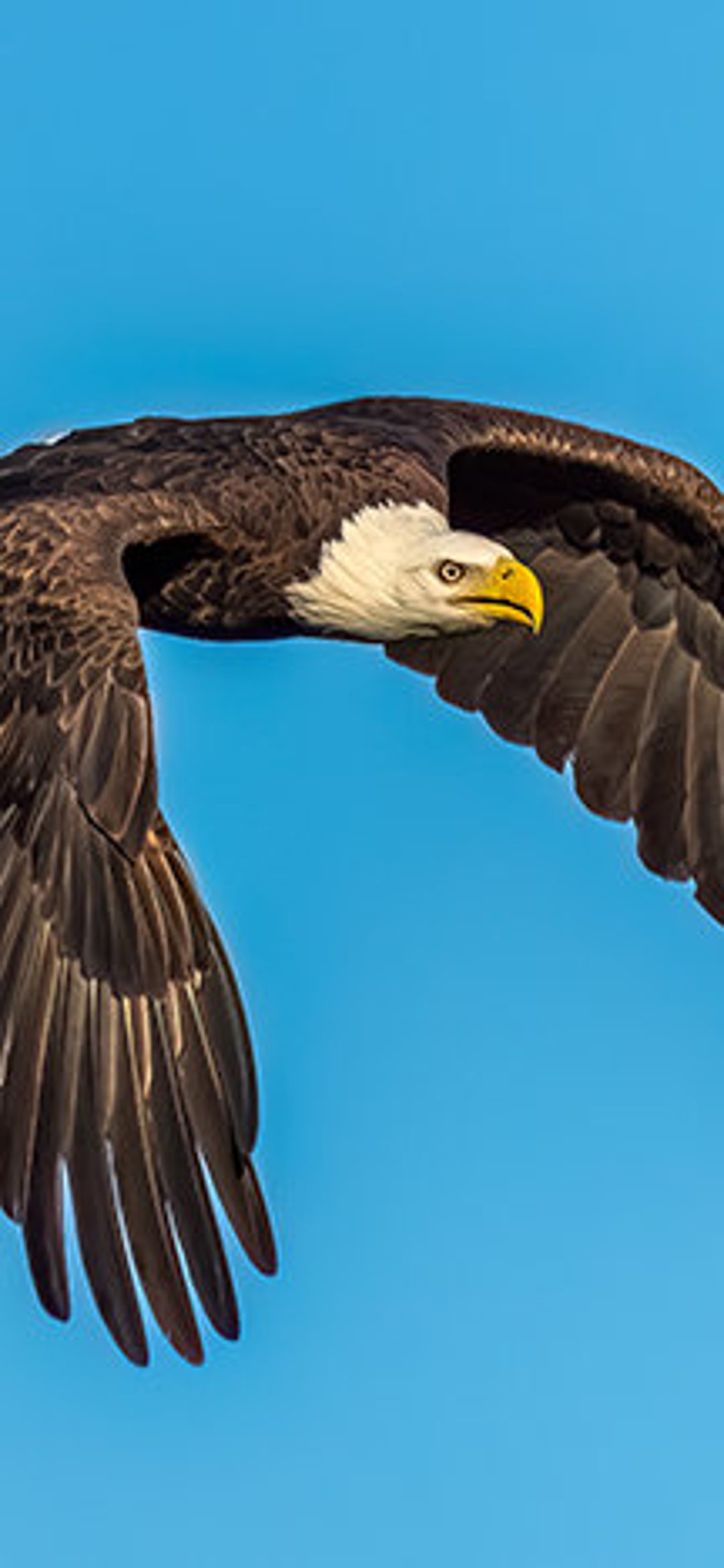 Bald Eagle Mobile Phone Wallpaper Pack II - Etsy