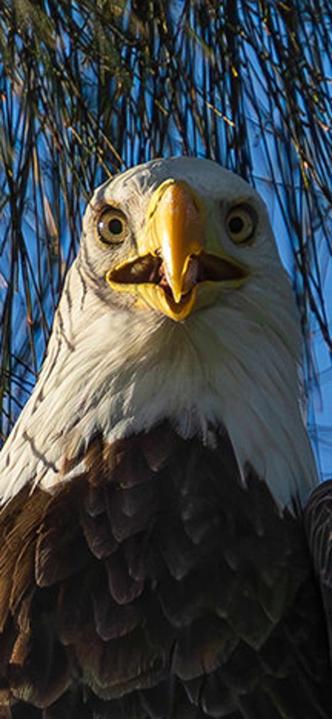 Bald Eagle Mobile Phone Wallpaper Pack I - Etsy
