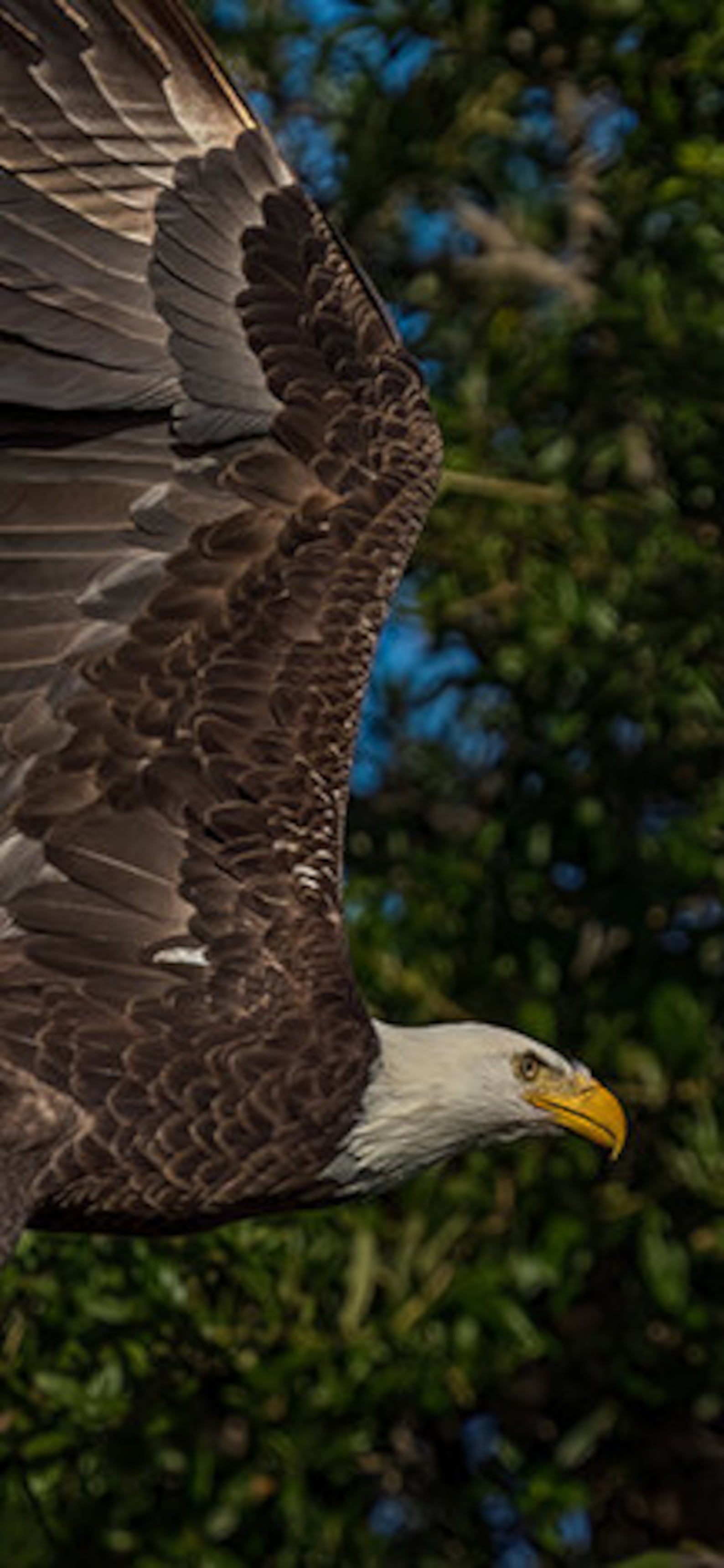 Bald Eagle Mobile Phone Wallpaper Pack I - Etsy