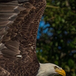 Bald Eagle Mobile Phone Wallpaper Pack I - Etsy