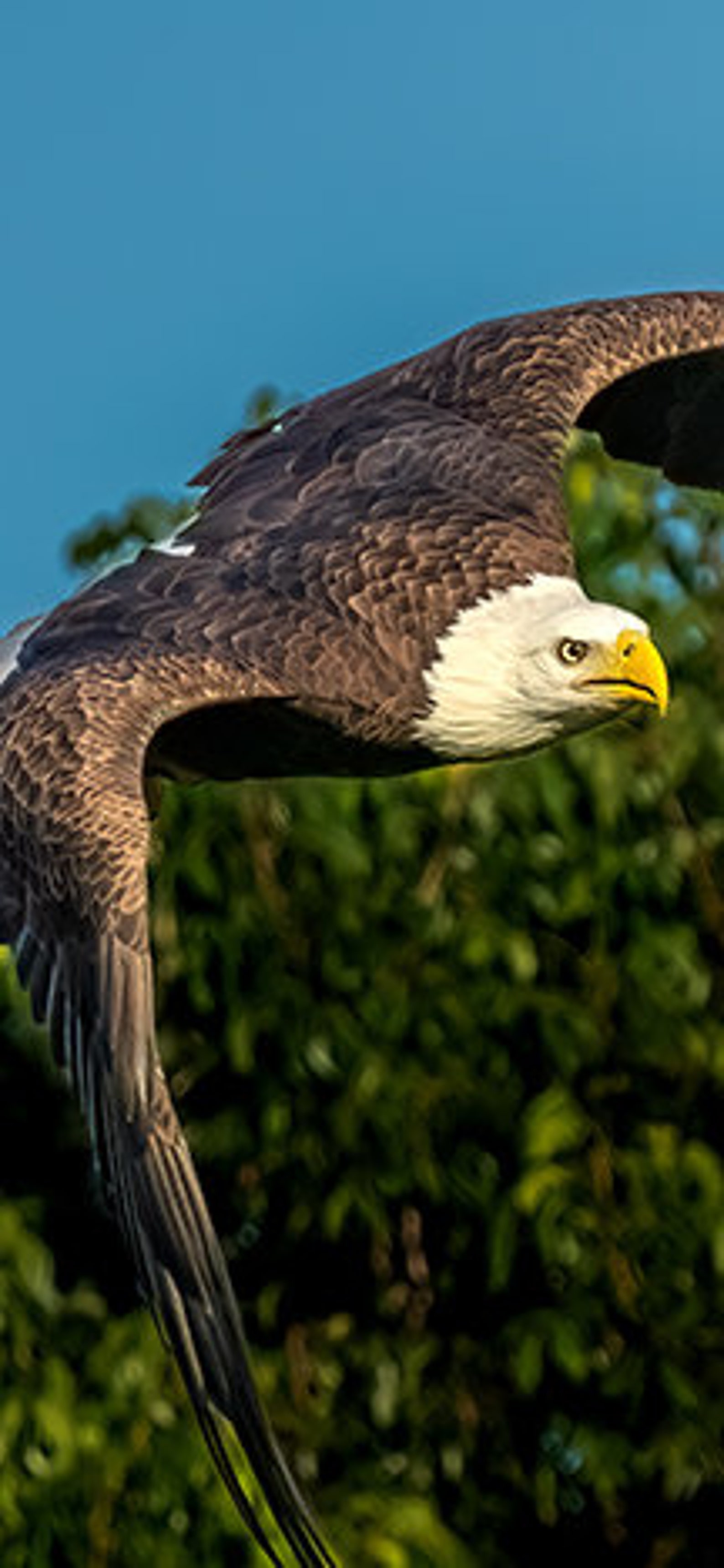 Bald Eagle Mobile Phone Wallpaper Pack I - Etsy