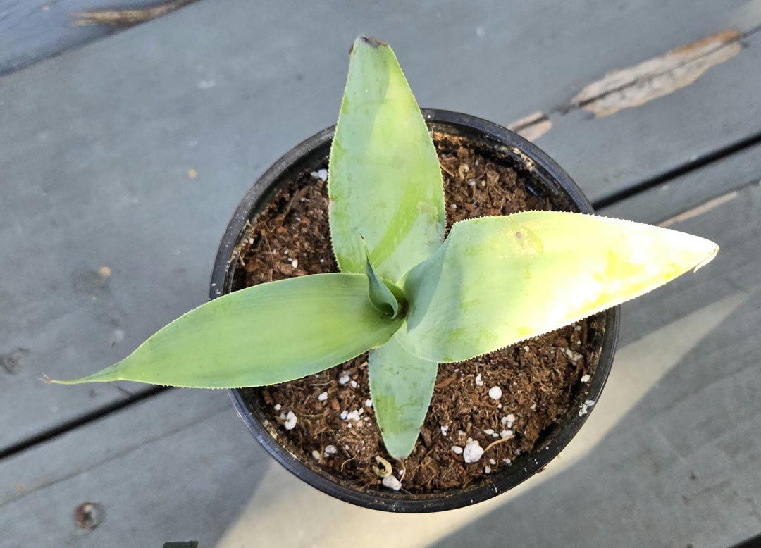 Octopus Agave Vilmoriniana Agave - Etsy