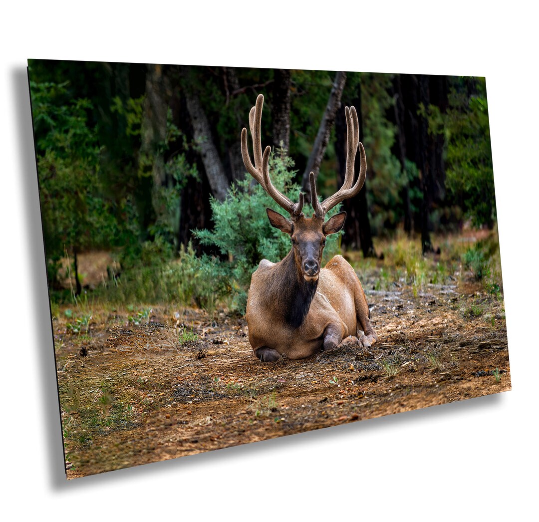 The Elusive Elk in Spring , Man Cave Bull Elk in Spring, White ...