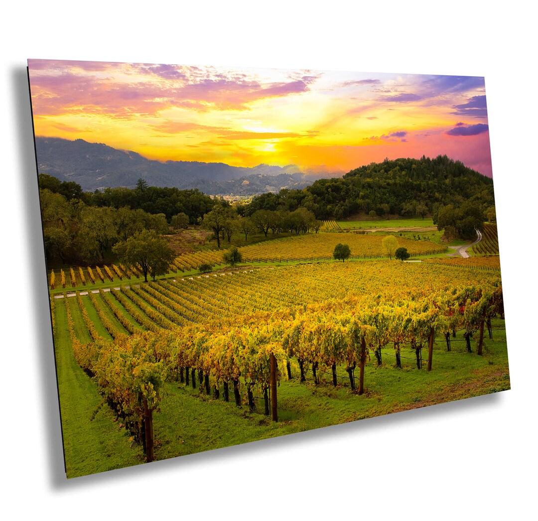 Sunset in the Vineyard, California Vineyard, St Helena, Fall Vineyard ...