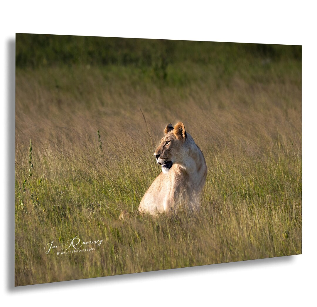 African Lioness Print: Amboseli Wildlife Scene (canvas Wall Art) - Etsy