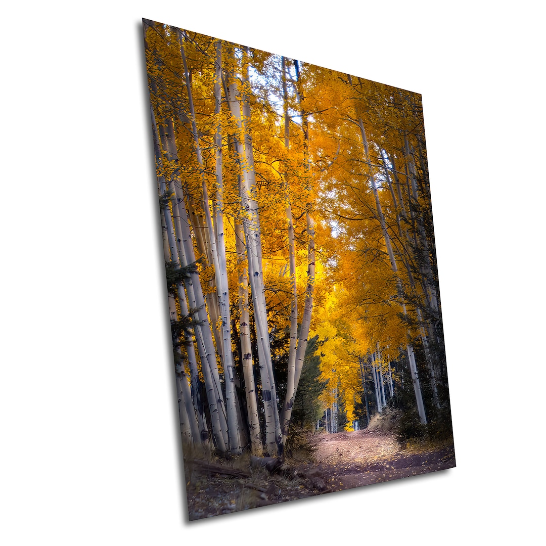 Aspen Fall Trail, White Mountains, Mount Baldy, Greer Arizona, Alpine ...