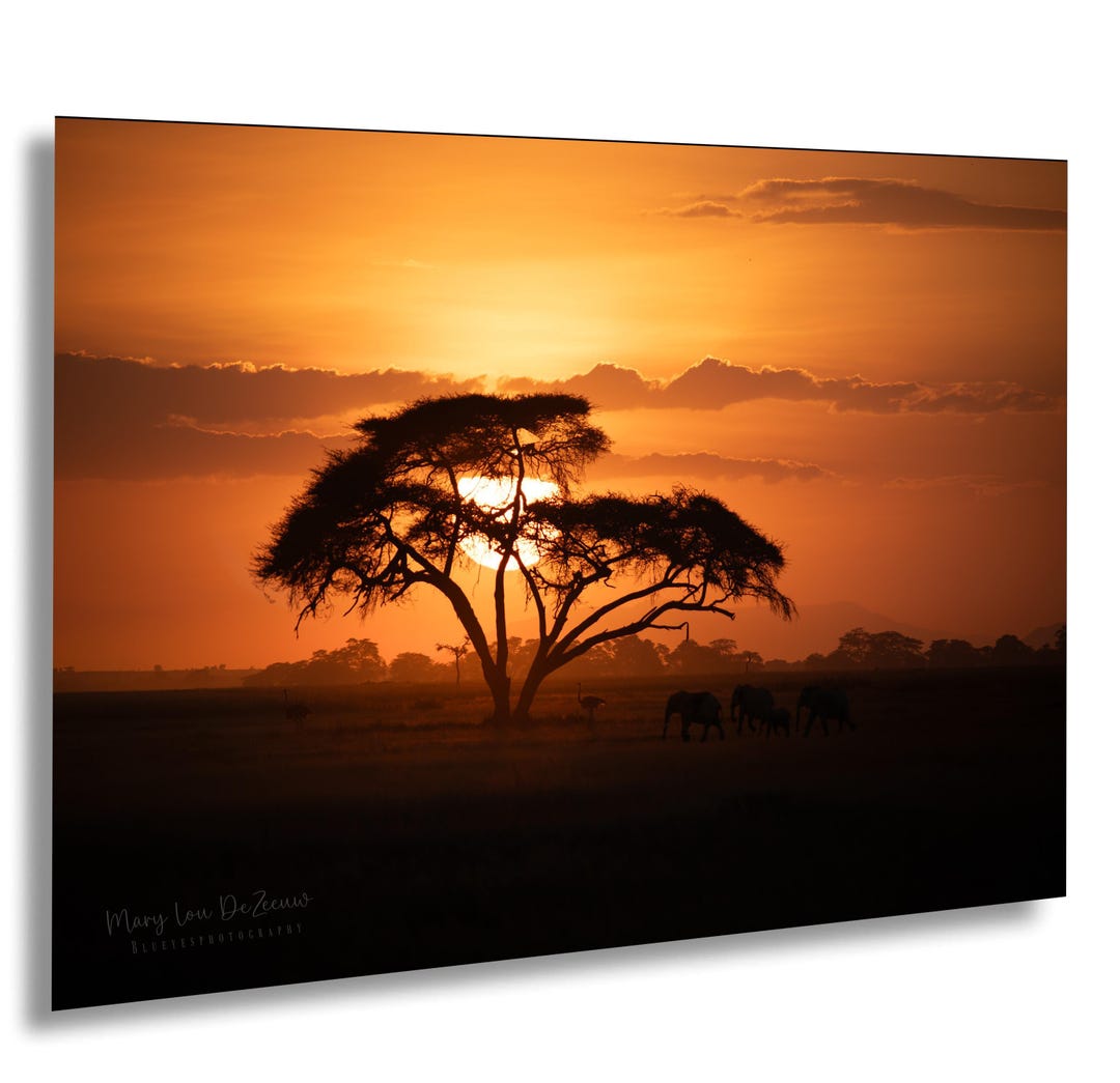 Amboseli Park Sunset Print, Acacia Tree and Wildlife (kenya Landscape ...