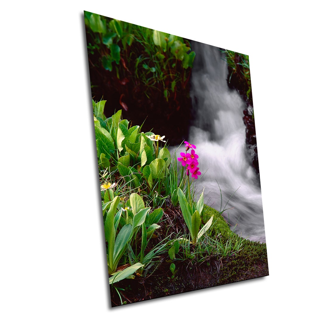 Parry Primrose, Misty Valley, Gold Bullion Basin, Ouray Colorado ...