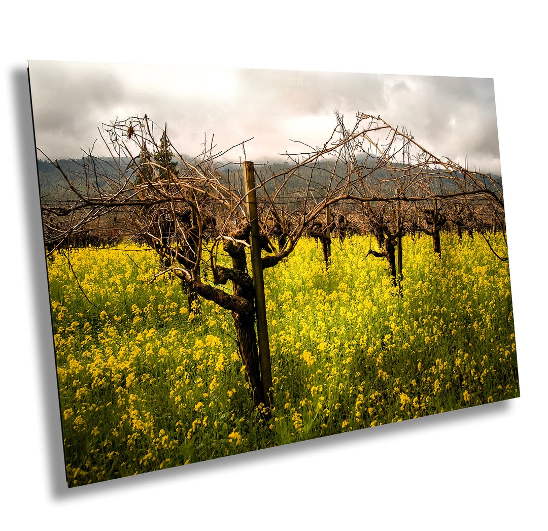 Mustard Flowers Vineyard Print: Napa Landscape (canvas Wall Art) - Etsy