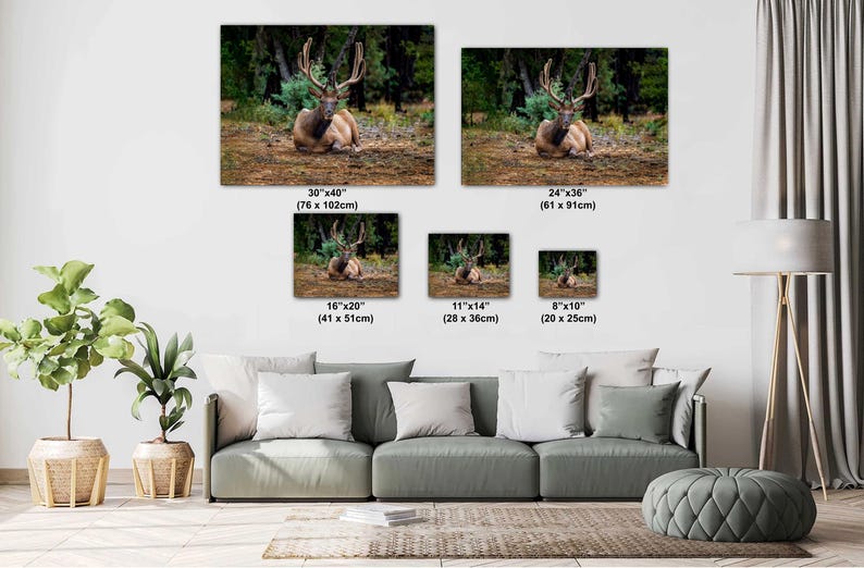 Bull Elk Canvas Print: Forest Wildlife Scene (rustic Home Decor) - Etsy