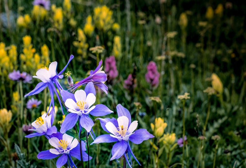 Colorado's Sky Blue Flower, Blue Flower Art, Rocky Mountain Flora ...