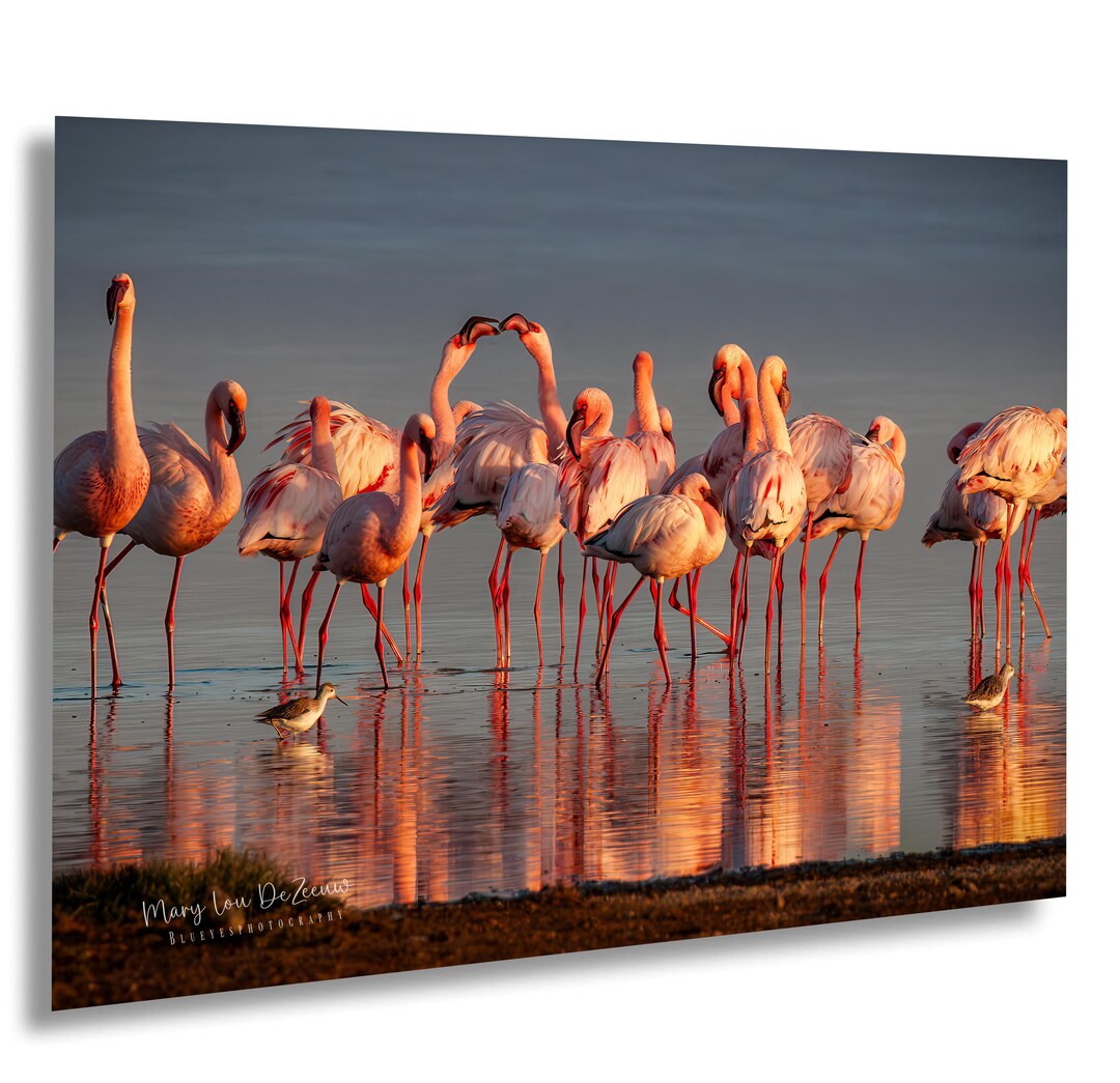 Flamingo Reflections, Amboseli Photography, Sunrise Flamingos, Pink ...