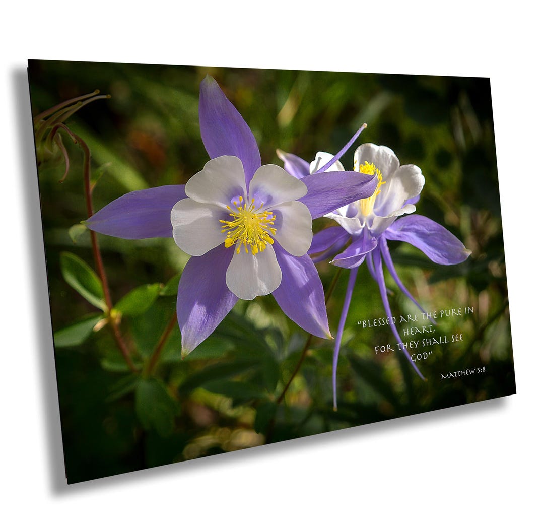 Matthew 5:8, Columbine Art, Rocky Mountain Flora, Wildflower Photograph ...