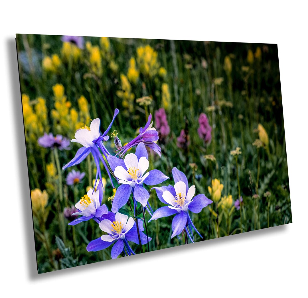 Columbine, Colorado's Sky Blue Flower, Blue Flower Art, Rocky Mountain ...