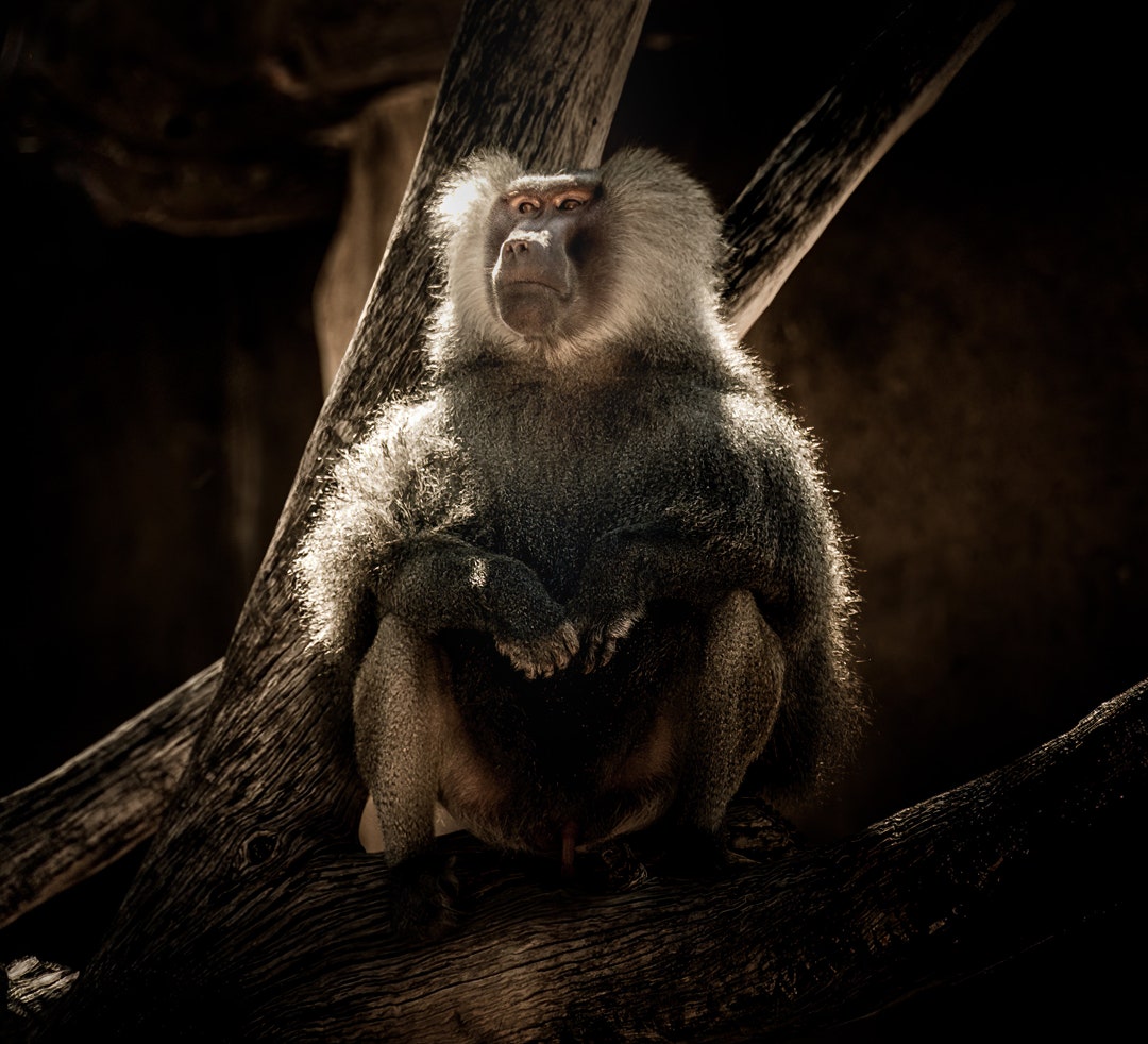 Ancient Egyptian Hamadryas Baboon Guardian of the Oasis, Zoo Animals ...