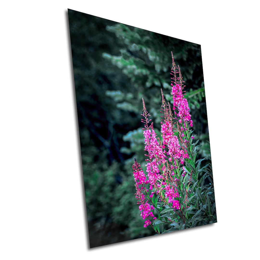 Colorado Fireweed Print: San Juan Mountains Scene (glossy Paper) - Etsy