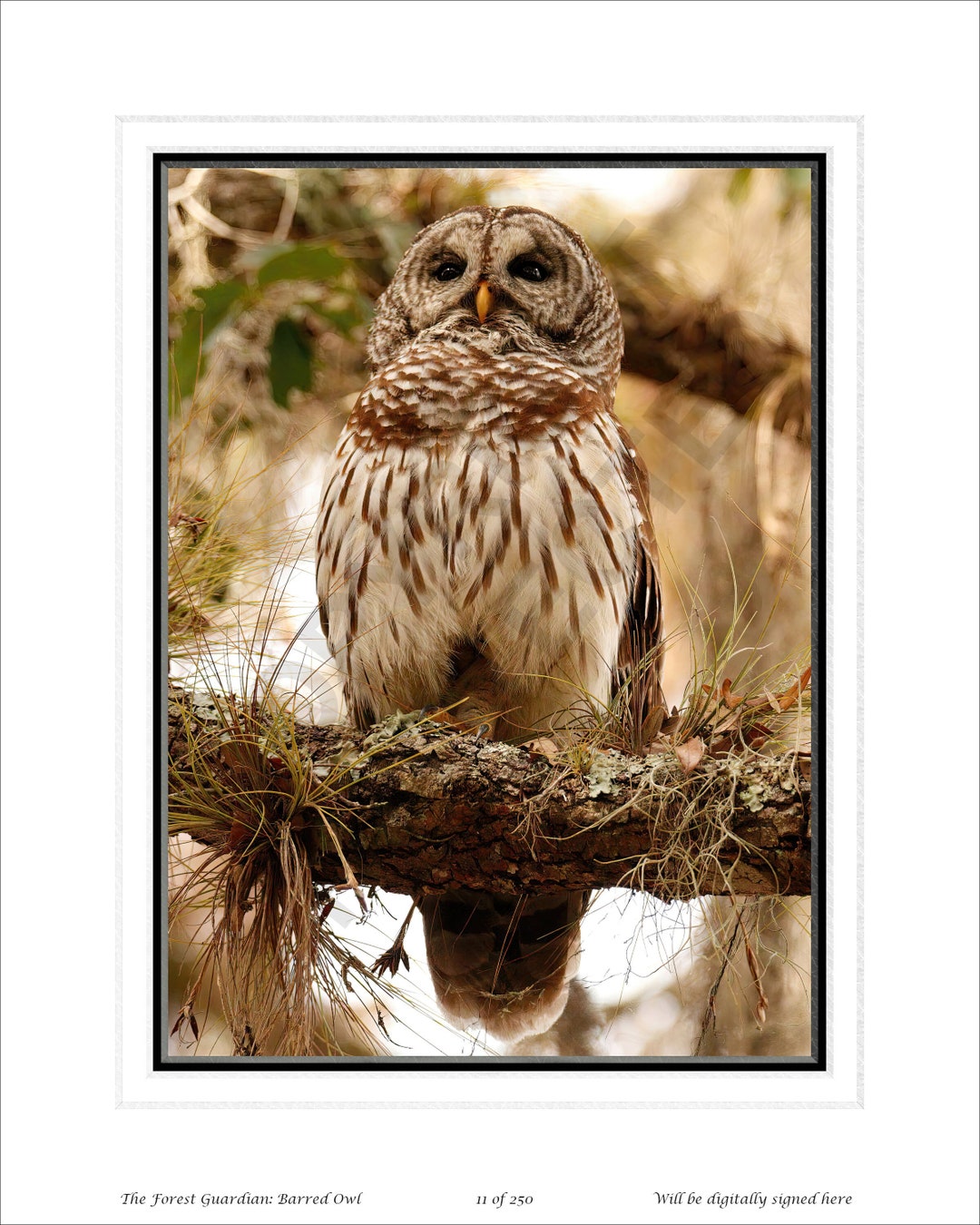 Barred Owl Forest Guardian Professional Photo: Ready to Frame Triple ...