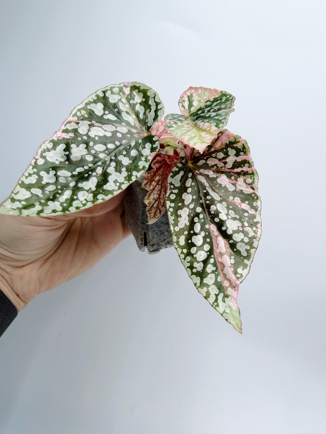 Begonia Snow Capped Variegated - Etsy