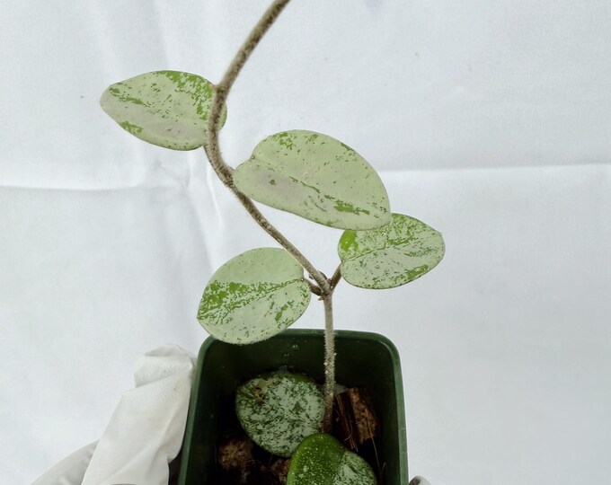 Hoya Mathilde Splash - Etsy