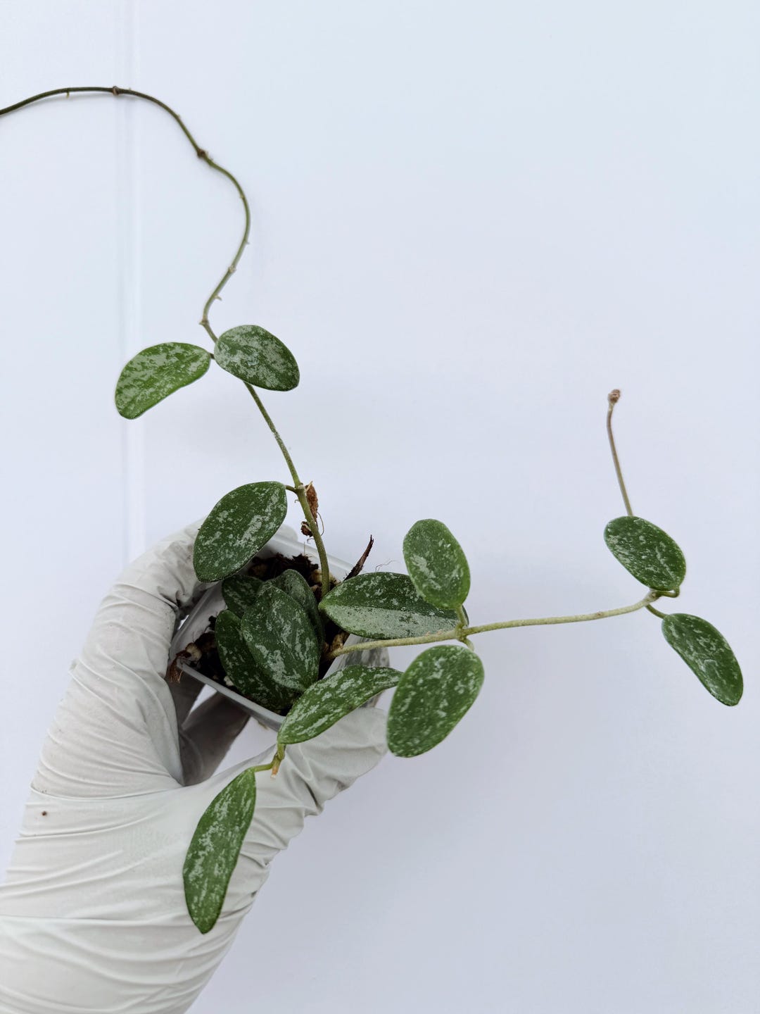 Hoya Lima Splash - Etsy