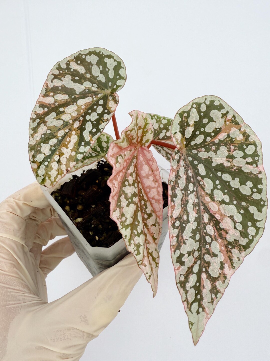 Begonia Snow Capped Variegated - Etsy