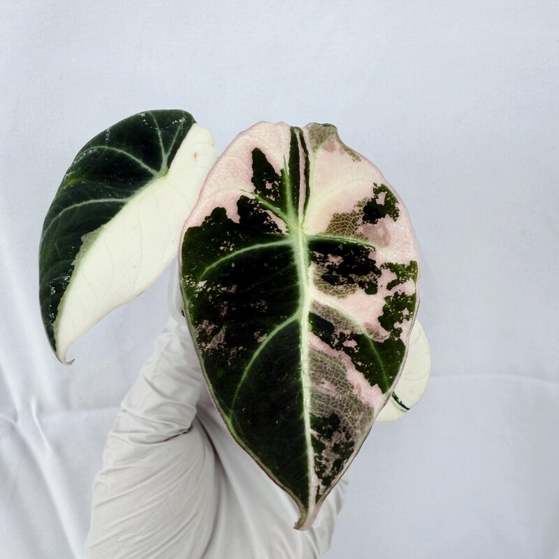 Alocasia Black Velvet - Etsy