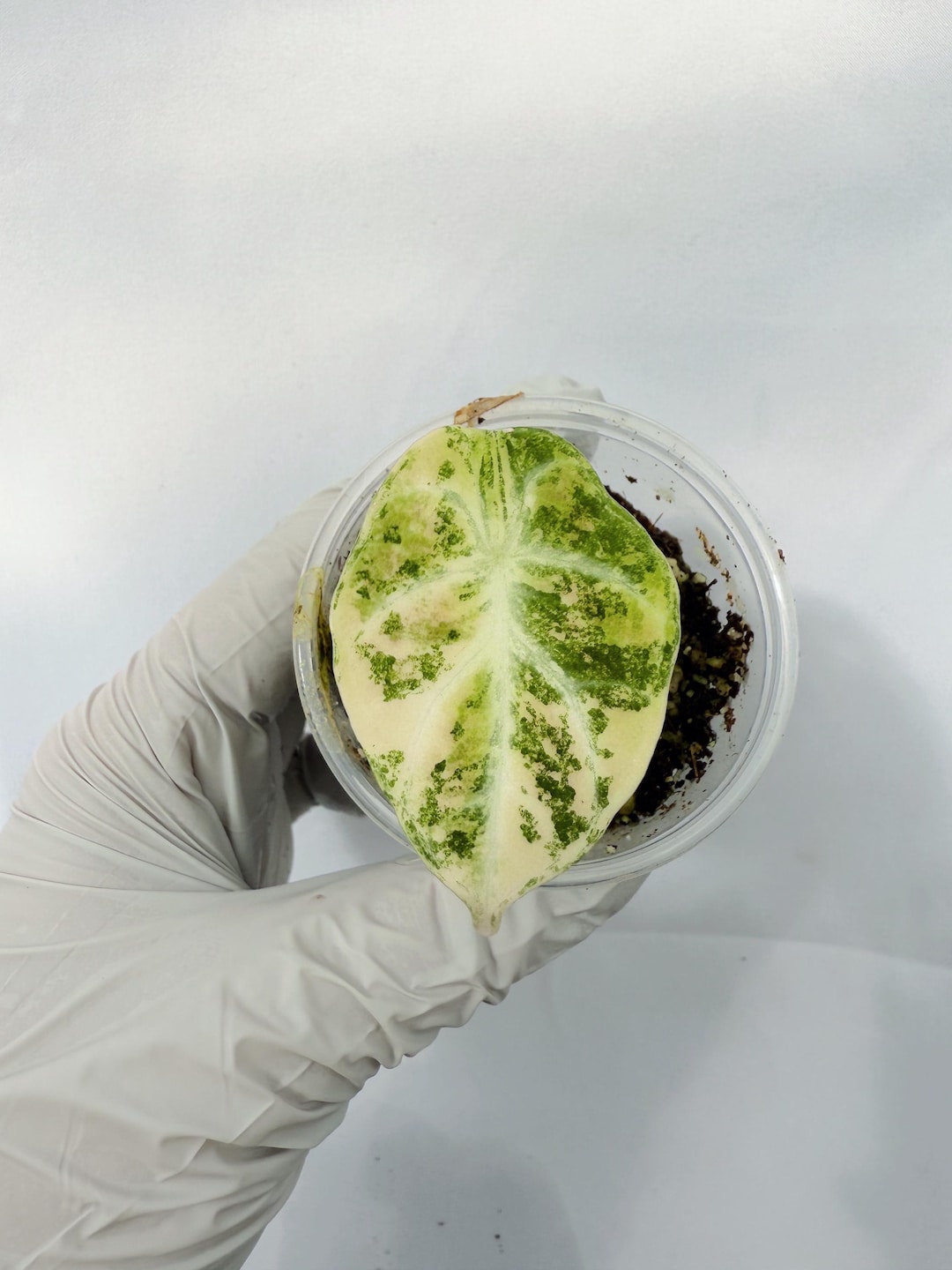 Alocasia Ninja Tri-color Splash - Etsy