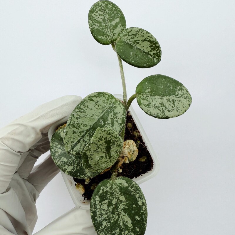 Hoya Mathilde - Etsy