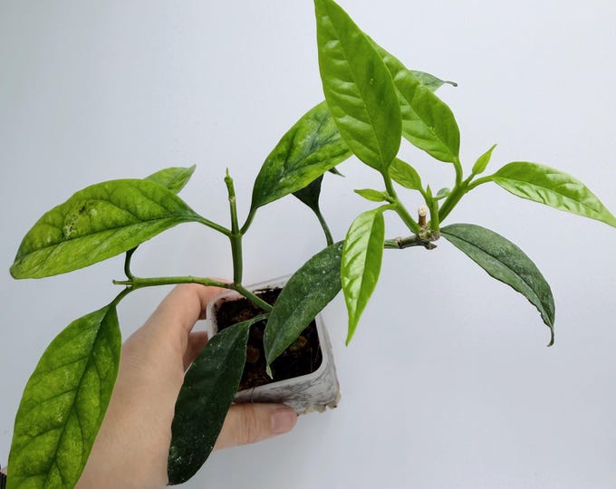 Hoya Solokensis - Etsy