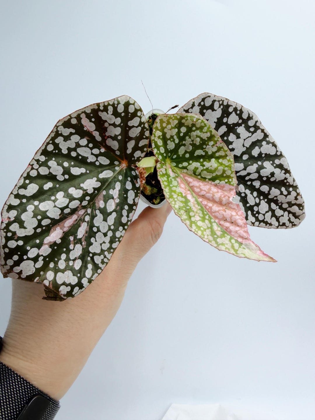 Begonia Snow Capped Variegated - Etsy