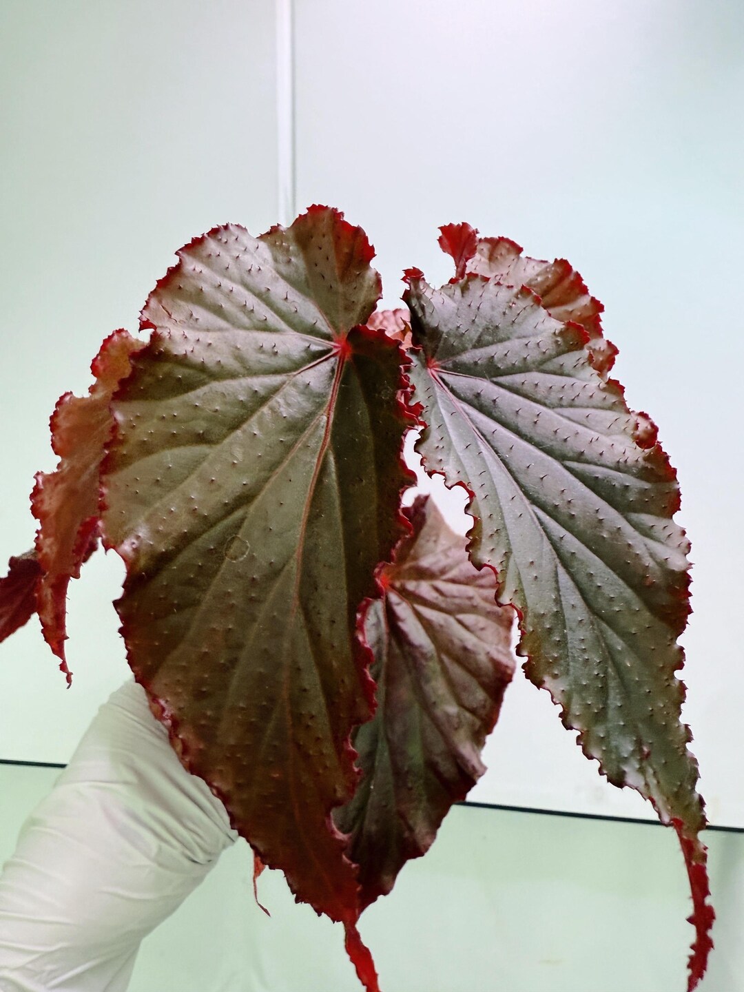 Begonia Rex Black Magic - Etsy