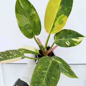 Philodendron Green Congo Variegated - Etsy