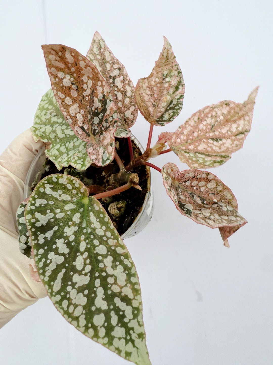 Begonia Snow Capped Variegated - Etsy