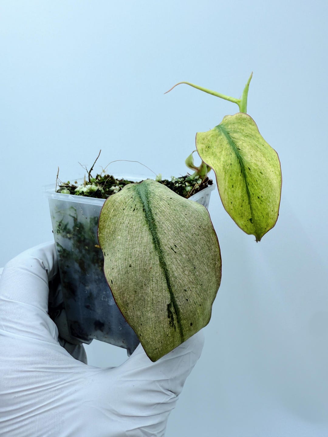 Philodendron Mican Mint Variegated - Etsy