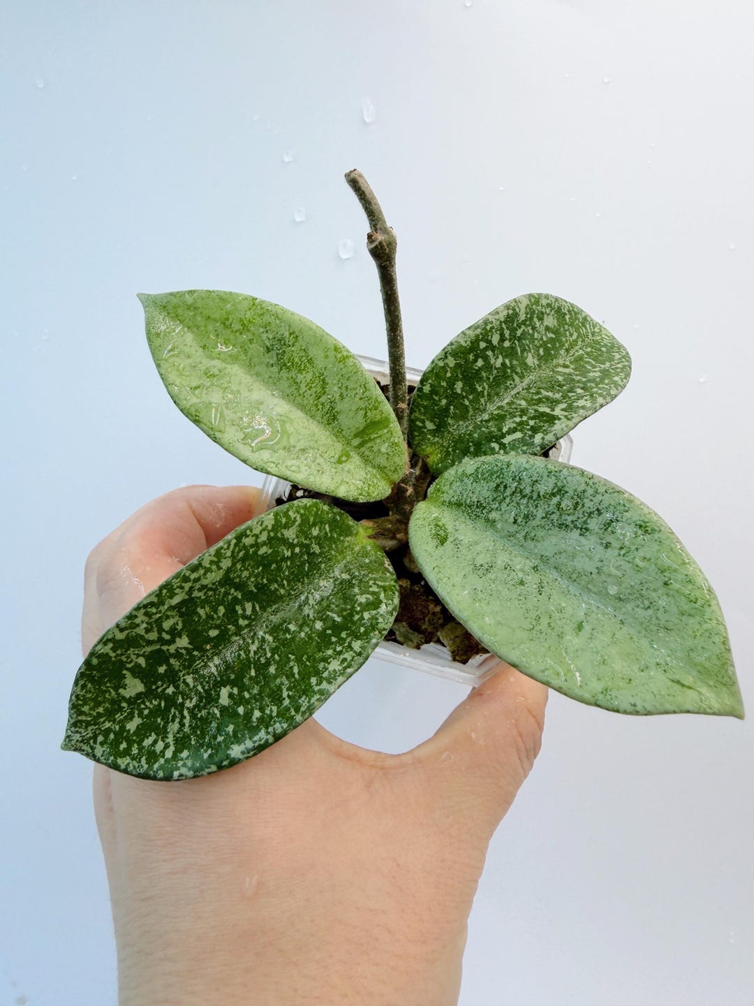 Hoya Nova Ghost - Etsy